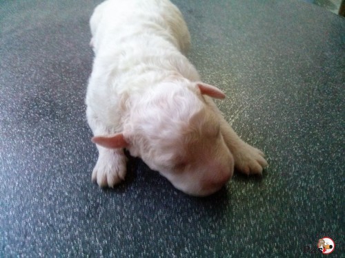 Lagotto romagnolo