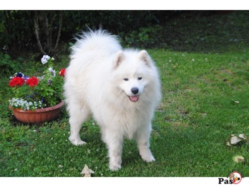 Samojed