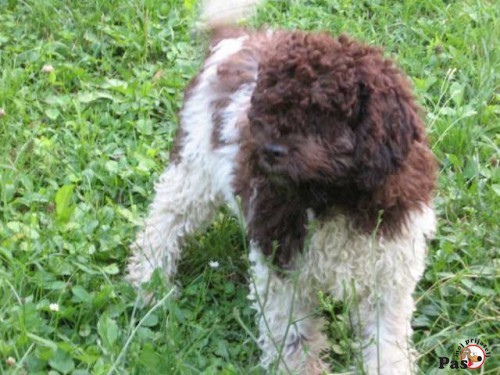 Lagotto romagnolo