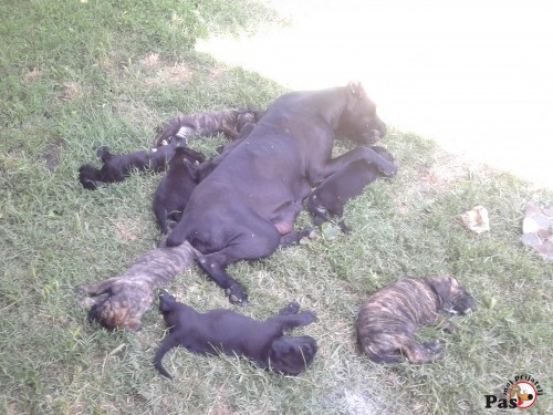 Cane Corso