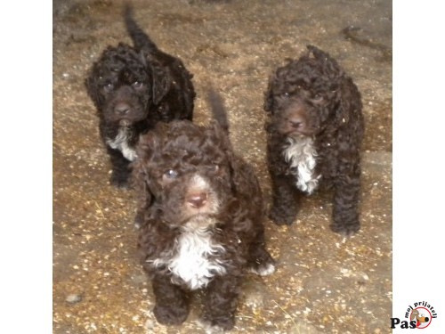 Lagotto romagnolo