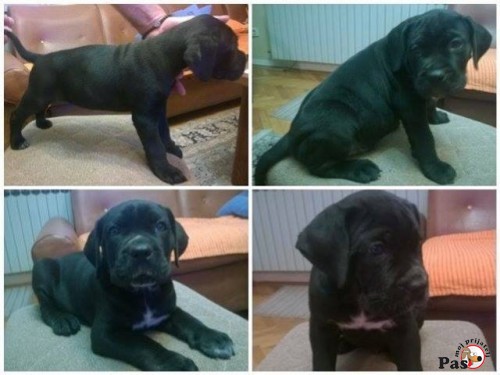 Cane Corso