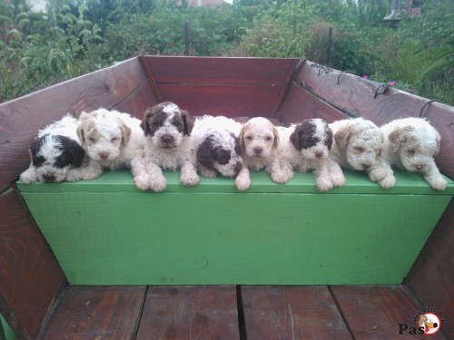 Lagotto romagnolo