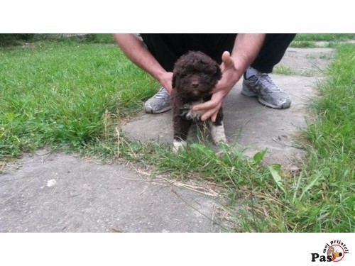 Lagotto romagnolo