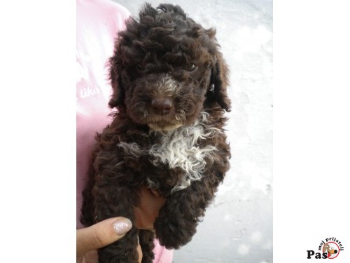 Lagotto romagnolo