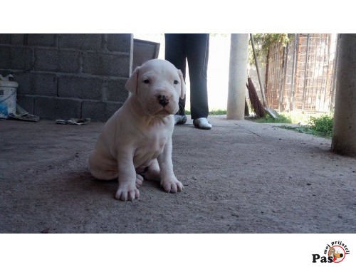 Dogo argentino