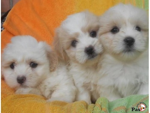 Coton de tulear - Tulearski pas