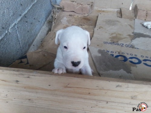 Dogo argentino