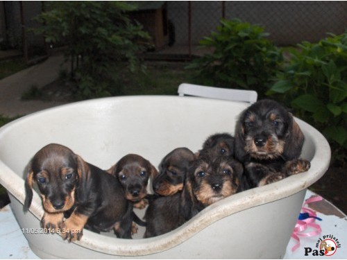 Jazavičar oštrodlaki - Dachshund