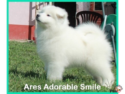 Samojed