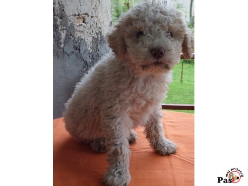 Lagotto romagnolo