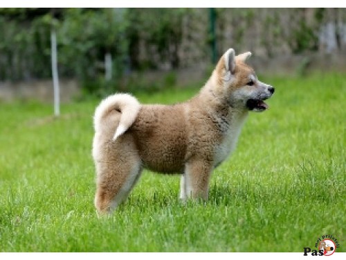 Akita Inu