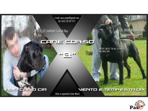 Cane Corso