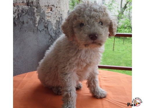 Lagotto romagnolo