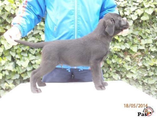 Labrador retriver