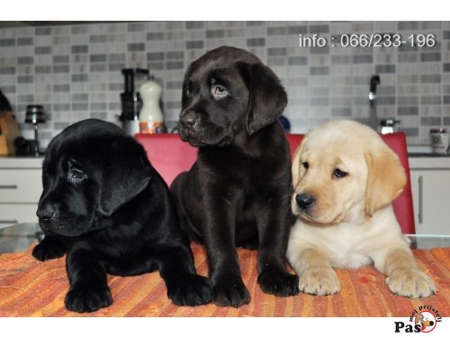 Labrador retriver