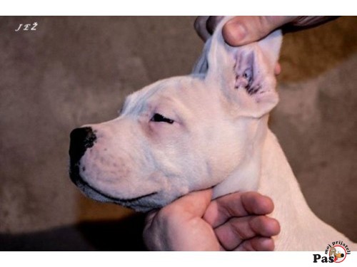 Dogo argentino