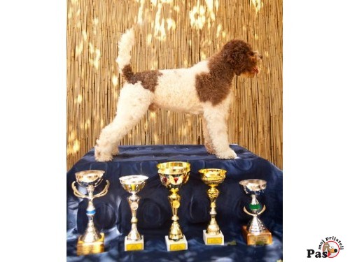 Lagotto romagnolo