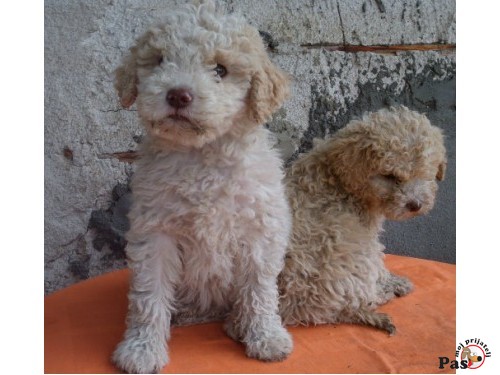 Lagotto romagnolo