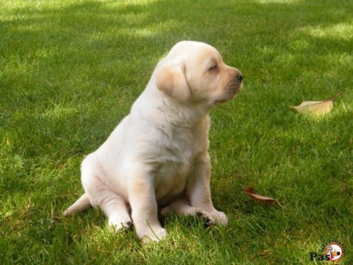 Labrador retriver