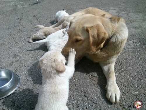 Labrador retriver