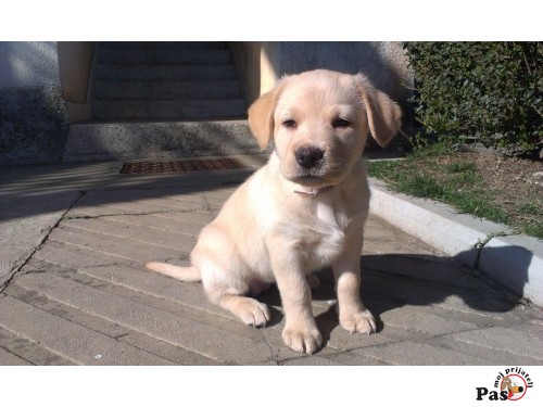 Labrador retriver