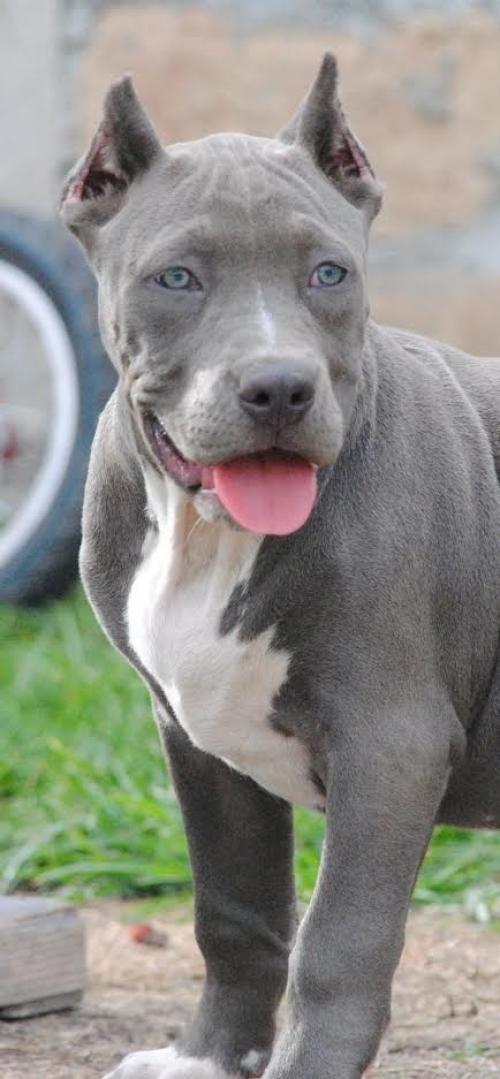 American bully xxl