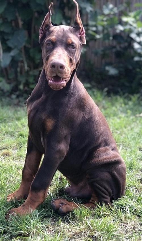 Doberman štenci