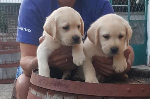 Labrador retriver