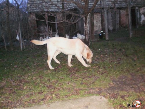 Labrador retriver