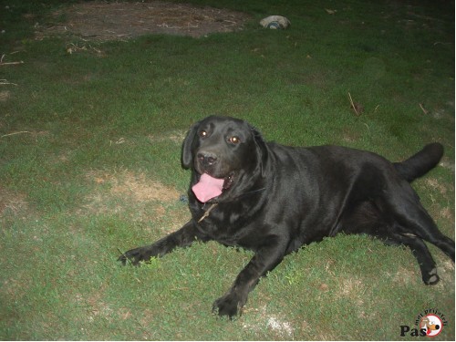 Labrador retriver