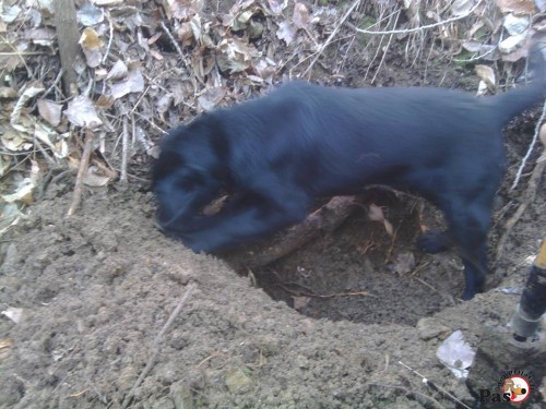 Labrador retriver