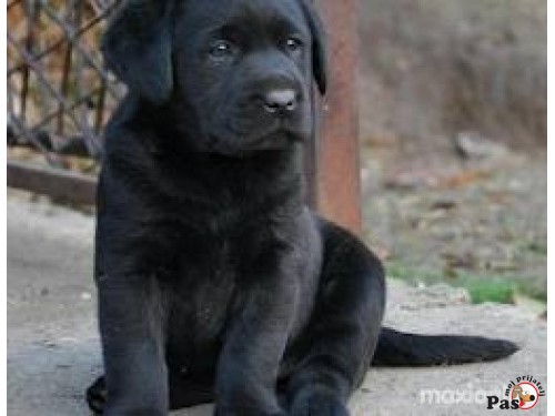 Labrador retriver