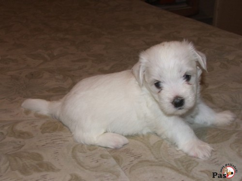 Coton de tulear - Tulearski pas