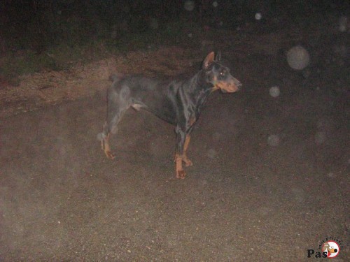 Doberman