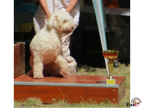 Lagotto romagnolo