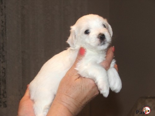 Coton de tulear - Tulearski pas