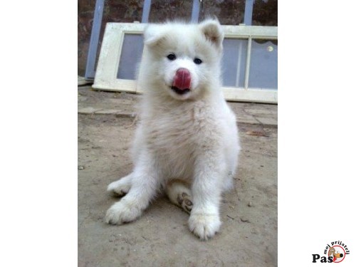 Samojed