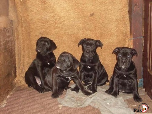 Cane Corso