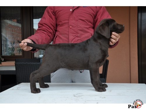 Labrador retriver