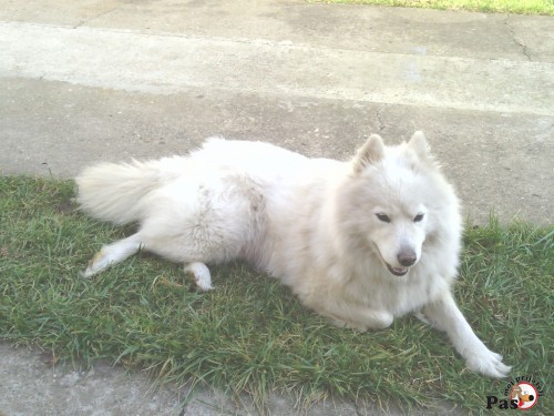 Samojed