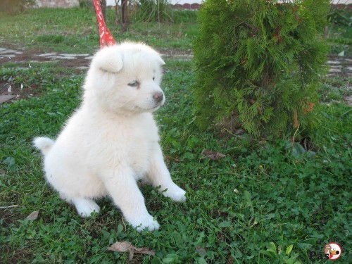 Akita Inu