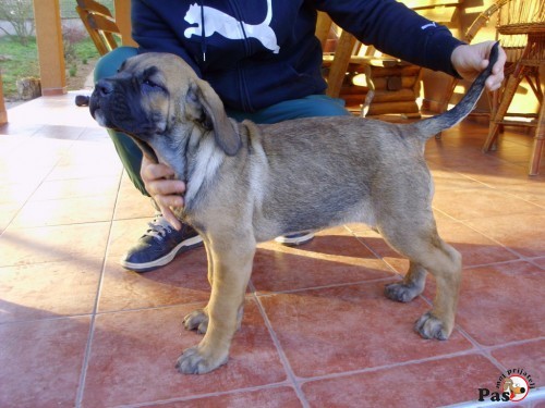 Cane Corso