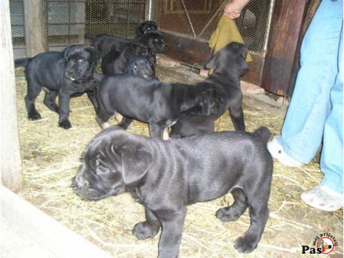 Cane Corso