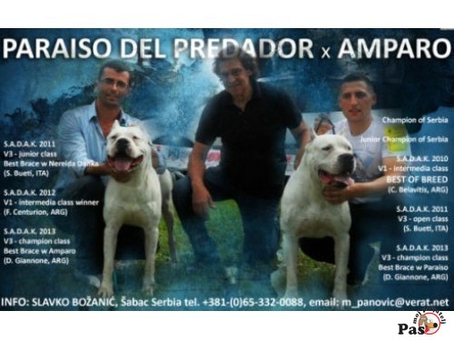 Dogo argentino