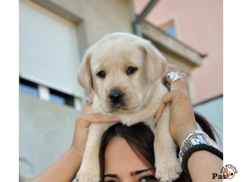 Labrador retriver