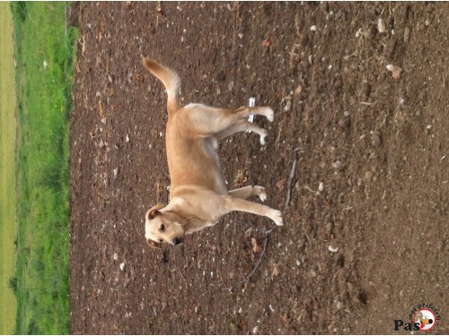 Labrador retriver