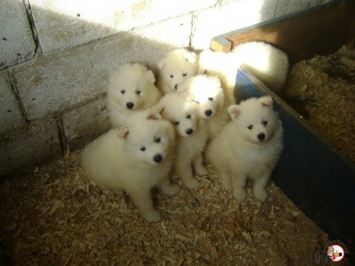 Samojed