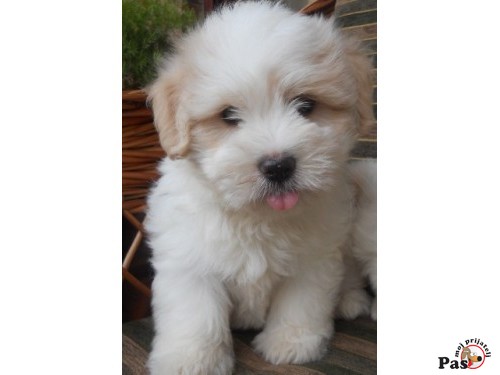 Coton de tulear - Tulearski pas