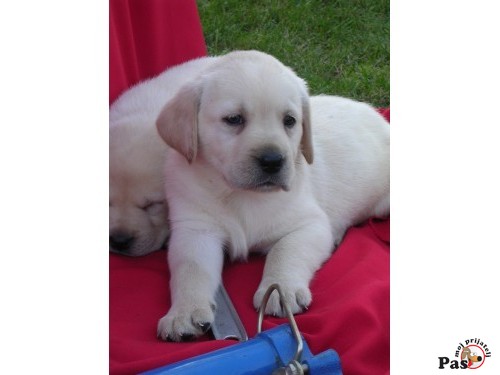 Labrador retriver